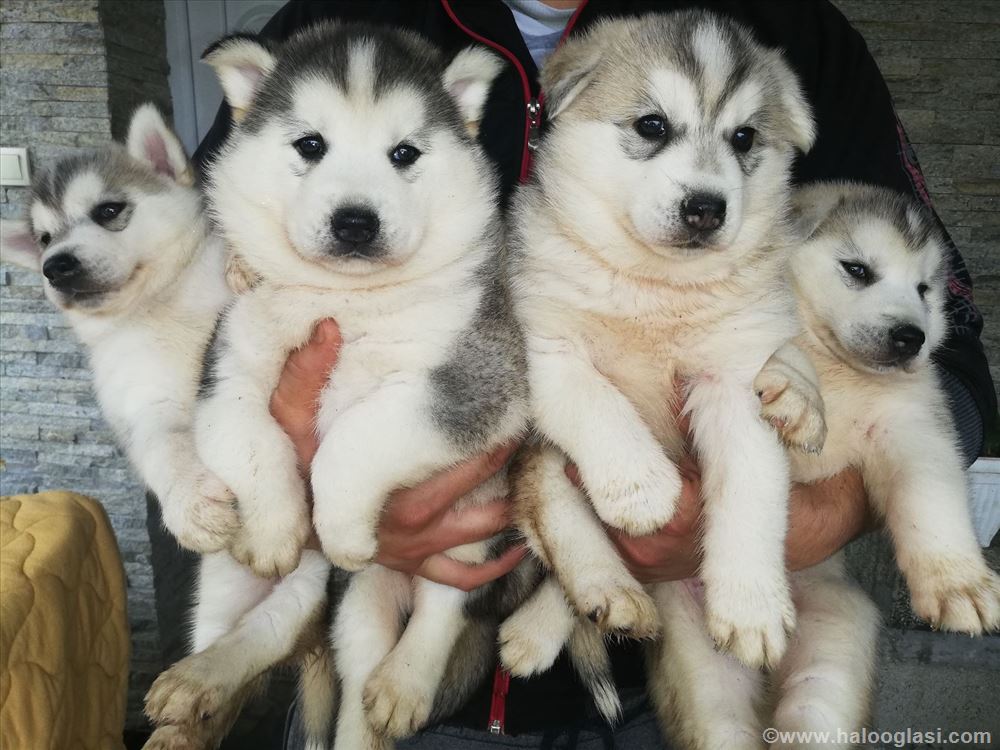 Sibirski haski, stenci | Halo Oglasi