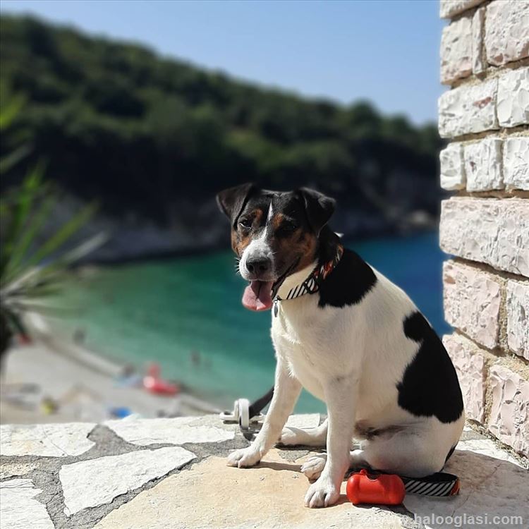 Džek Rasel star 3 god traži devojku za parenje | Halo Oglasi