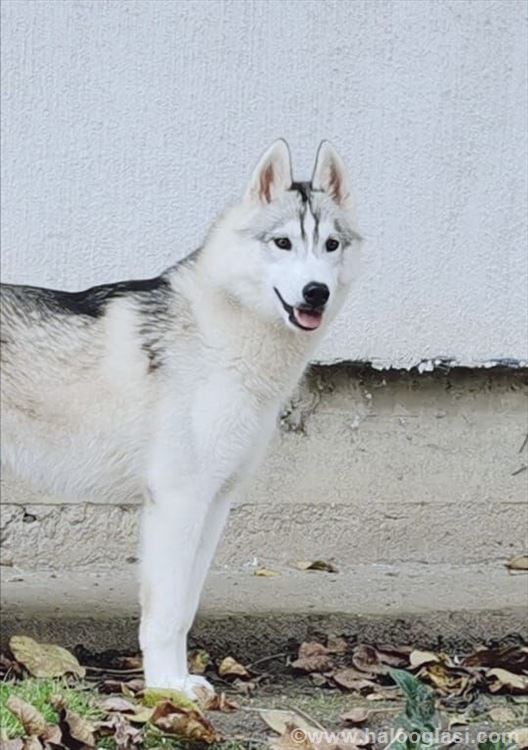 Sibirski haski , štene | Halo Oglasi