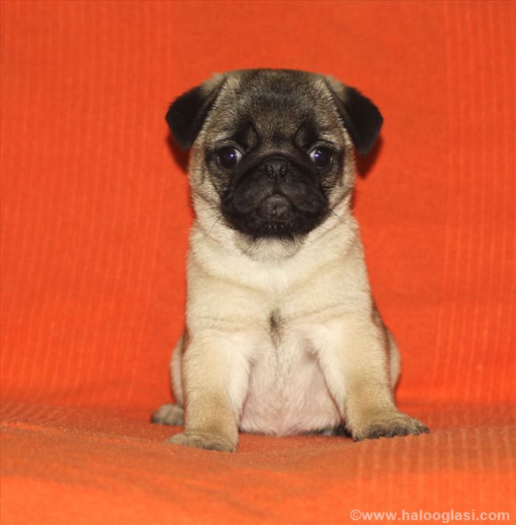Mops, štene | Halo Oglasi
