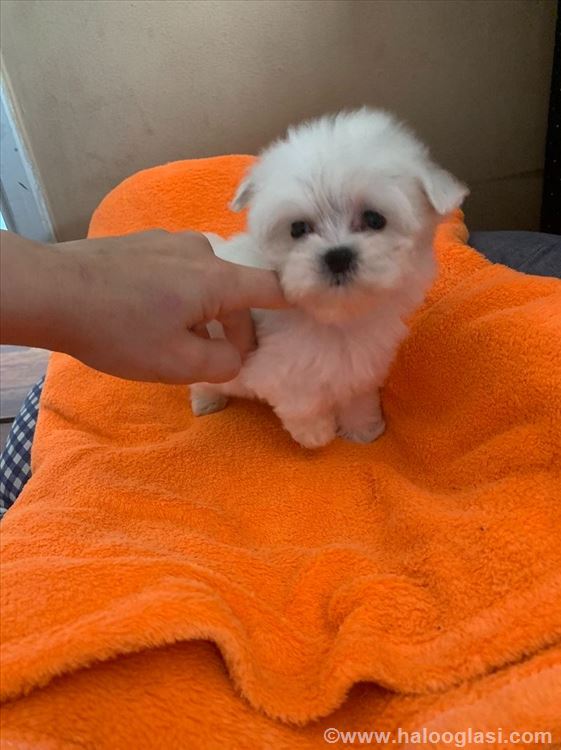 Maltezer ,vrhunska mini stenad pasos cip bgd | Halo Oglasi