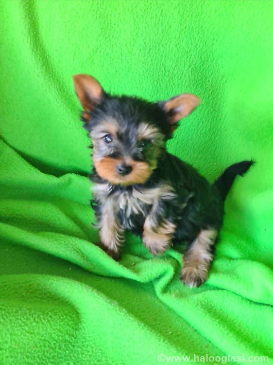Mini jorkširski terijer štene staro 50 dana | Halo Oglasi