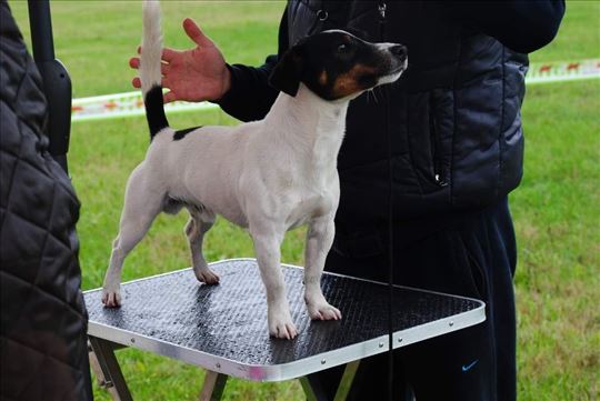 Oglasi za pse Džek Rasel terijer | Halo oglasi