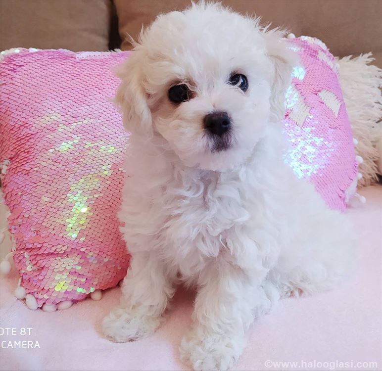 Bolonjski pas, štene | Halo Oglasi