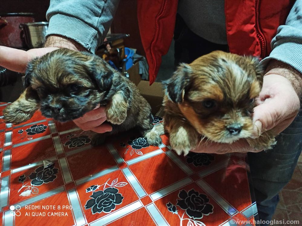 Pekinezer, štene | Halo Oglasi