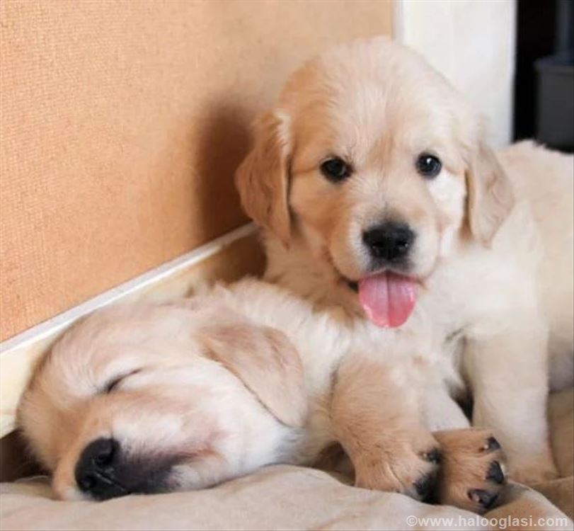 Zlatni retriver najlepše bebe | Halo Oglasi