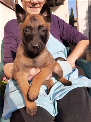 Oglasi za pse Malinoa, Belgijski ovčar | Halo oglasi