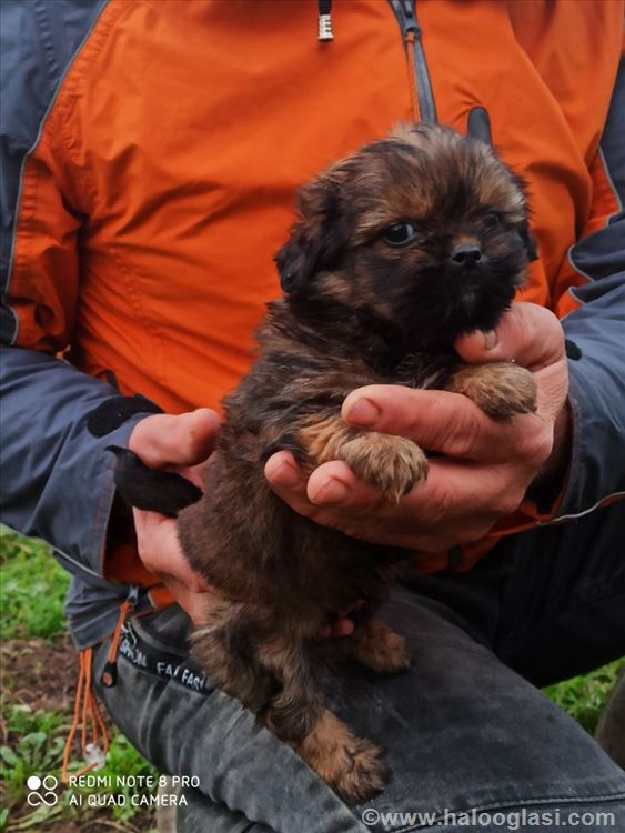 Pekinezer, štene | Halo Oglasi