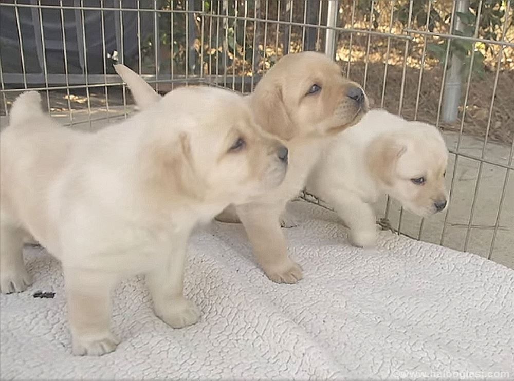 Labrador retriver, najlepše bebe | Halo Oglasi
