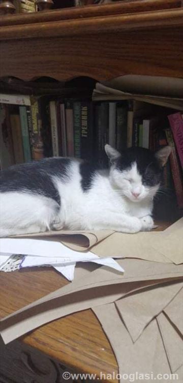 Maca traži dom | Halo Oglasi