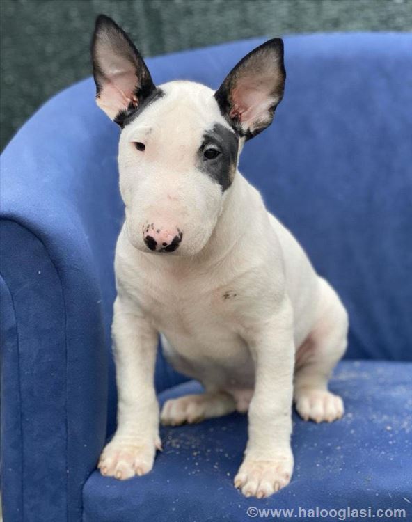 Bul terijer štenci šampionskog porekla | Halo Oglasi
