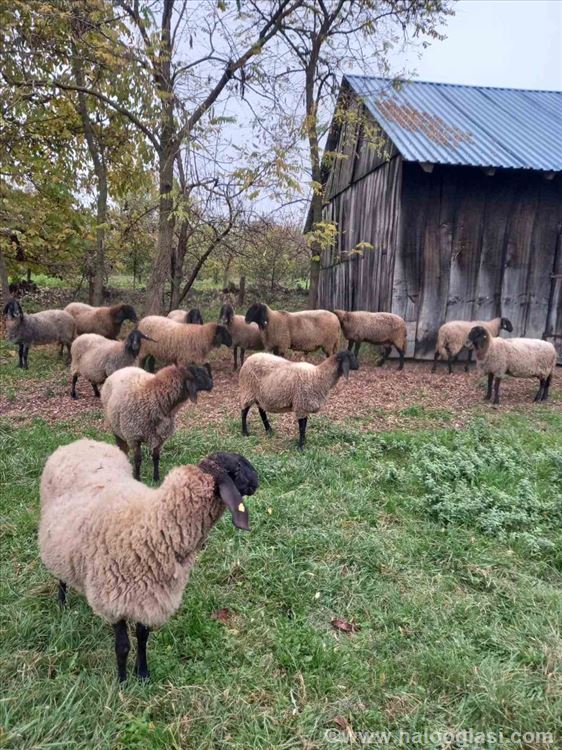 Stado ovce cigaja - sjagnjene i ojagnjene | Halo Oglasi