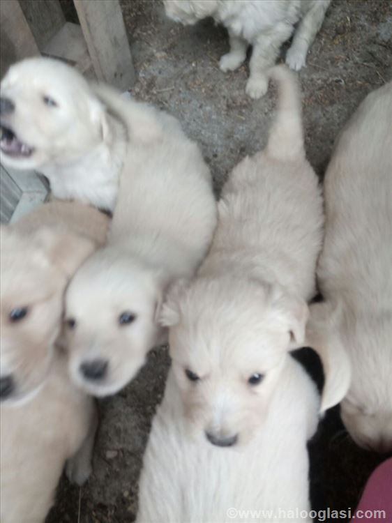 Zlatni retriver, štene bez papira | Halo Oglasi