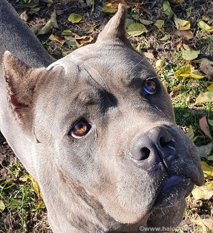 Kane korso, mlad pas | Halo Oglasi