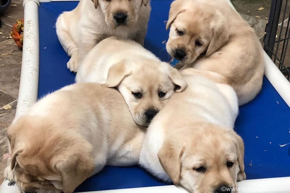 Labrador retriver najlepše bebe | Halo Oglasi