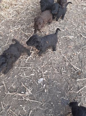 Oglasi za pse Vojvođanski pulin | Halo oglasi