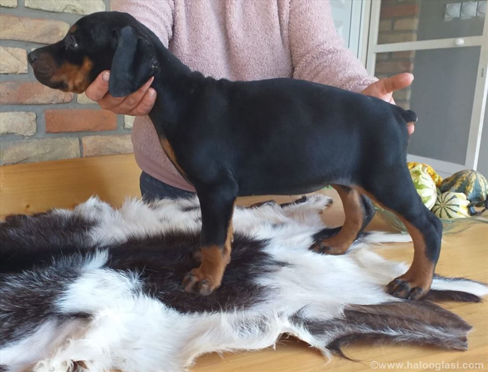 Doberman, štene | Halo Oglasi