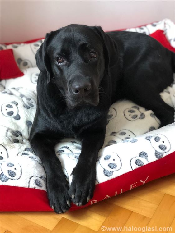 Labrador retriver, mlad pas za parenje | Halo Oglasi