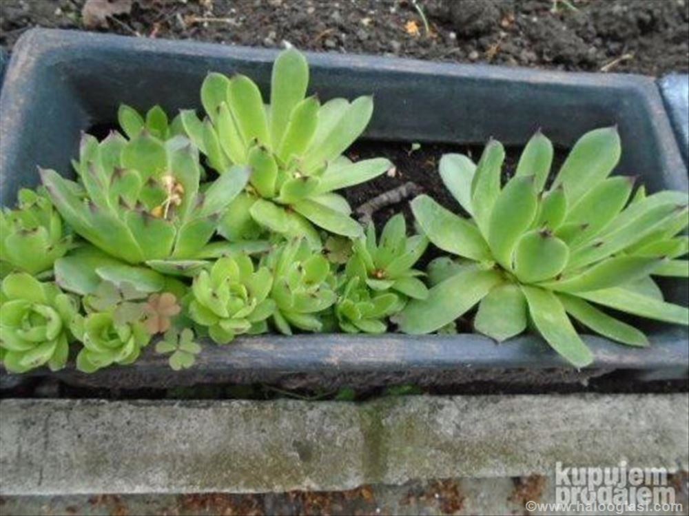 Razno dekorativno saksijsko rastinje | Halo Oglasi