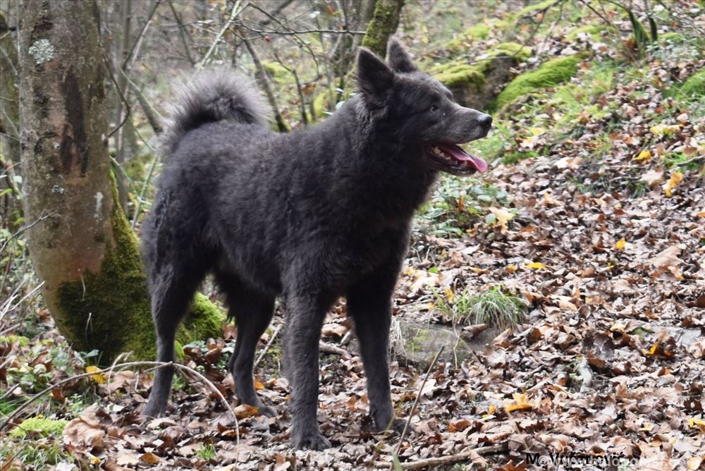 Vojvođanski pulin, štene | Halo Oglasi