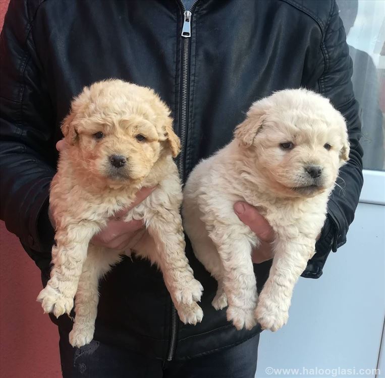 Vojvođanski pulin, štene | Halo Oglasi