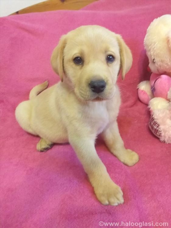 Labrador retriver, štene | Halo Oglasi