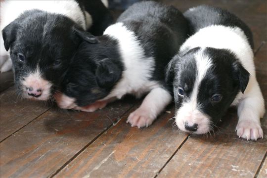 Prodaja pasa i psi na poklon Border koli | Halo oglasi