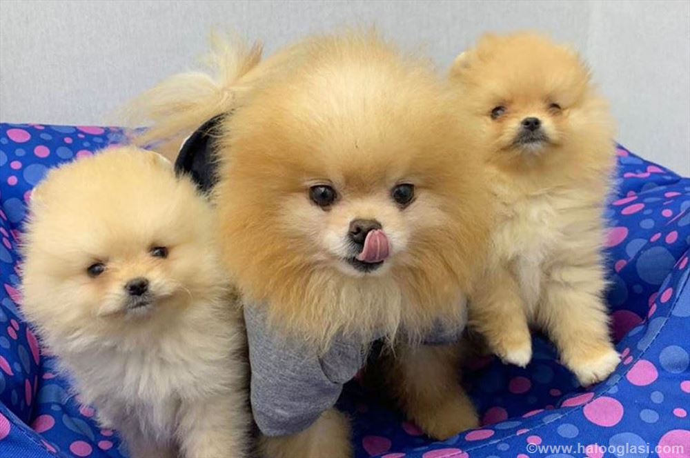 Pomeranac - Boo, štene | Halo Oglasi