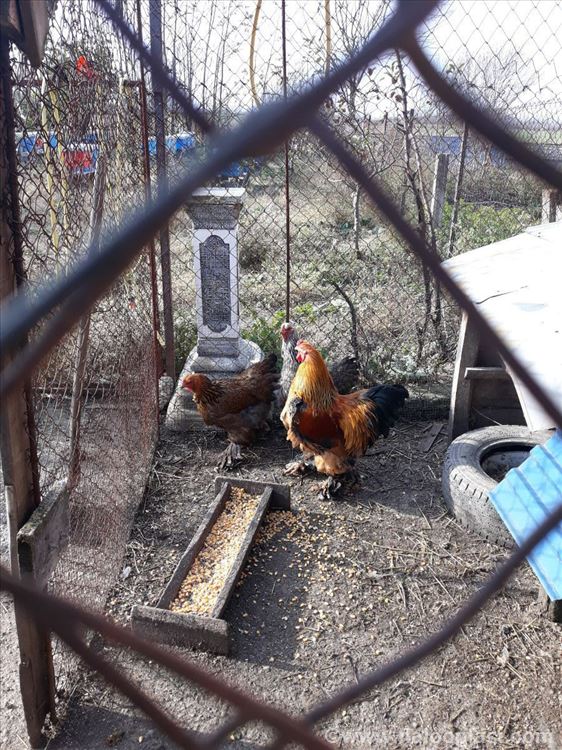 Ukrasne kokoške Brame | Halo Oglasi