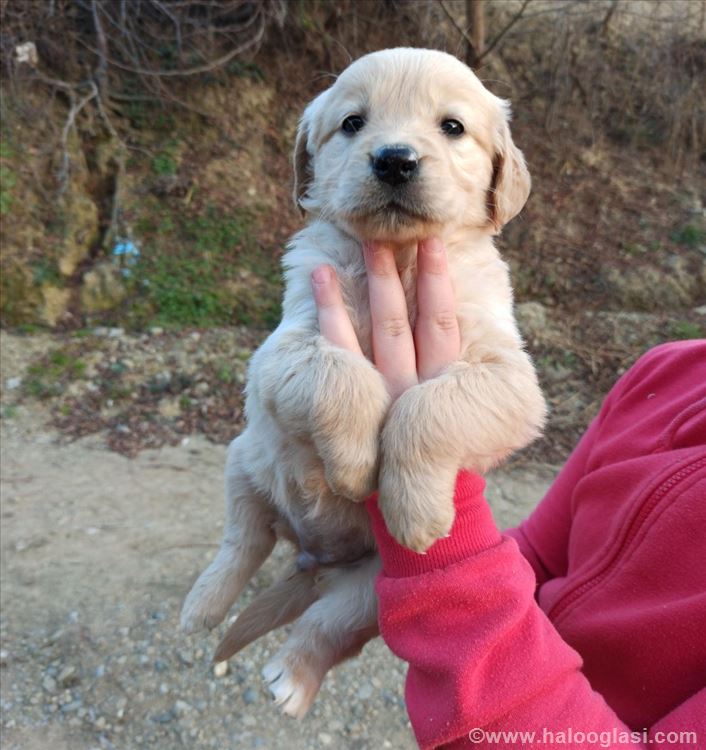 Zlatni retriver, štene | Halo Oglasi