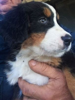 Oglasi za pse Bernski planinski pas | Halo oglasi