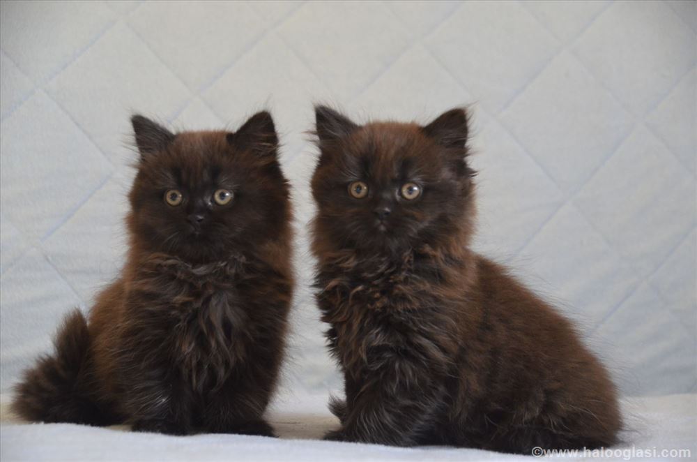 Škotska mačka, mače | Halo Oglasi