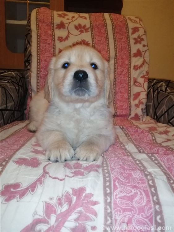 Zlatni retriver, štene | Halo Oglasi