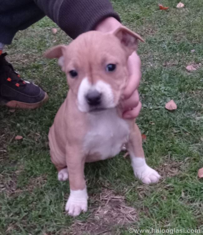 Američki stafordski terijer, rasna štenad | Halo Oglasi