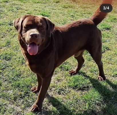 Prodaja pasa i psi na poklon Labrador retriver | Halo oglasi