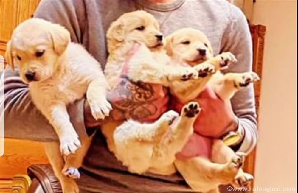 Labrador retriver, štene | Halo Oglasi