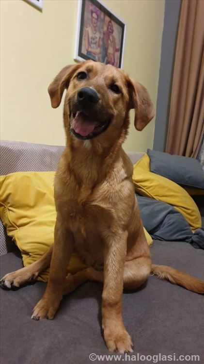 Mešanac labradora za udomljavanje | Halo Oglasi