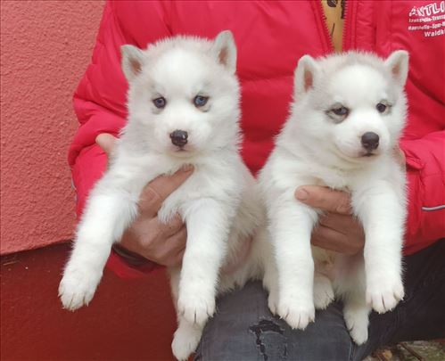 Oglasi za pse Sibirski haski | Halo oglasi