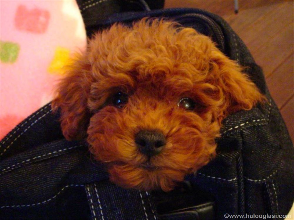 Francuska crvena toj pudlica, štene | Halo Oglasi