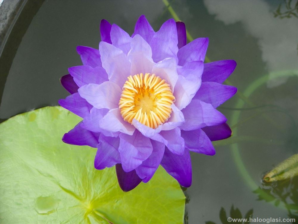 Lokvanji najnovije vrste rezervacija 2021god. | Halo Oglasi