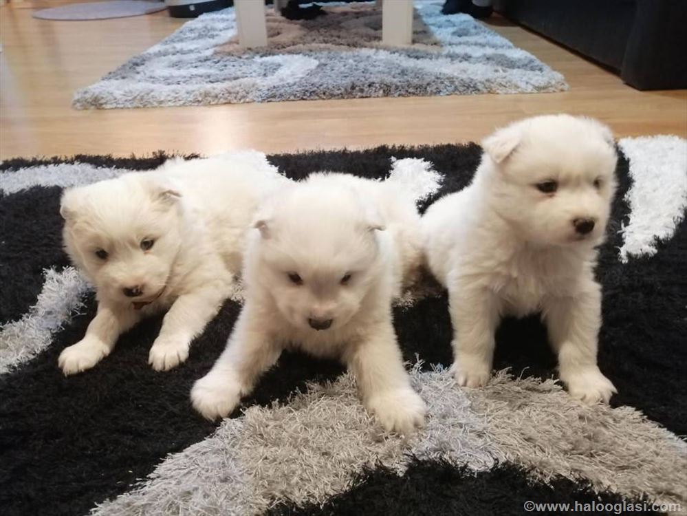 Samojed, štene | Halo Oglasi