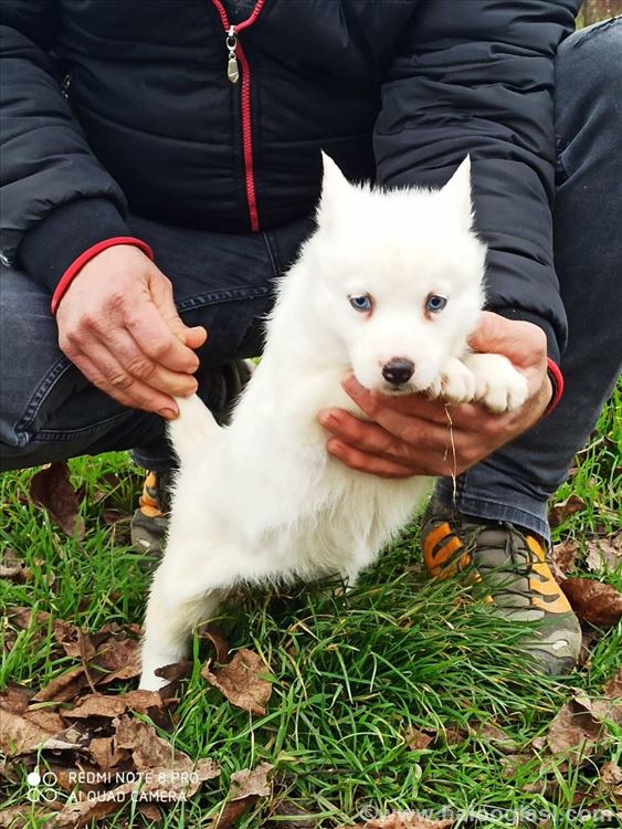 Sibirski haski , štene | Halo Oglasi