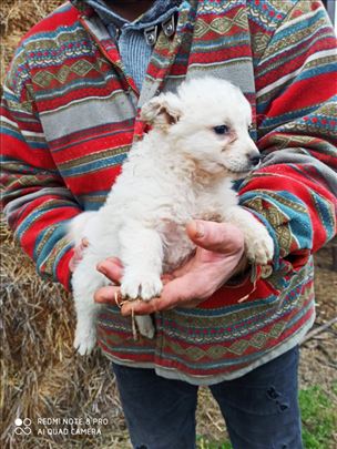 Oglasi za pse Vojvođanski pulin | Halo oglasi