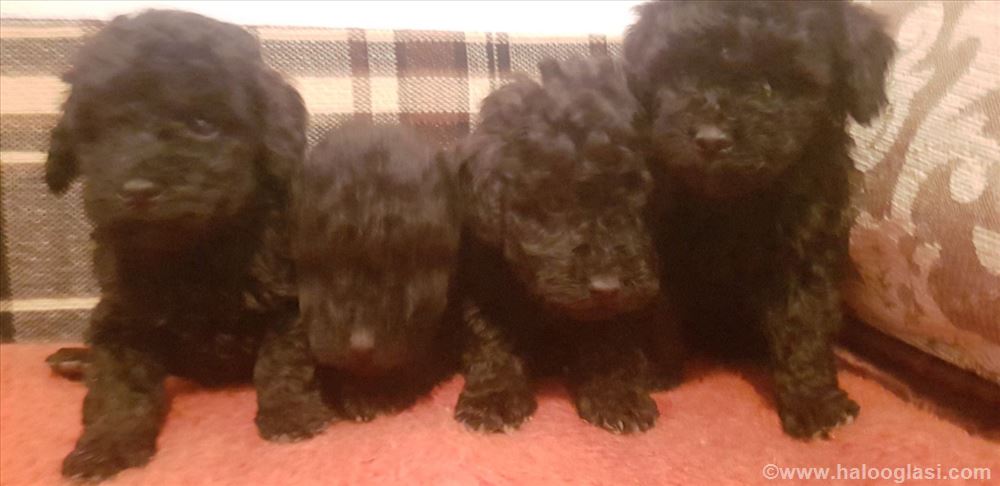 Srednje pudla vrhunska stenad pasos cip bgd | Halo Oglasi