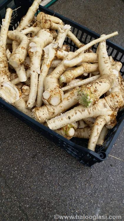 Ren u korenu (domaći, ljuti) | Halo Oglasi