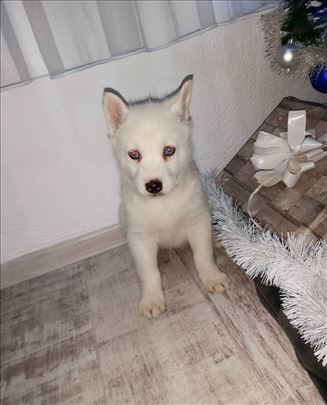 Oglasi za pse Sibirski haski | Halo oglasi