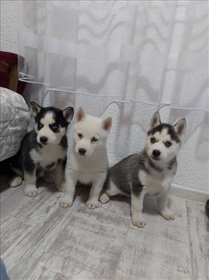Oglasi za pse Sibirski haski | Halo oglasi