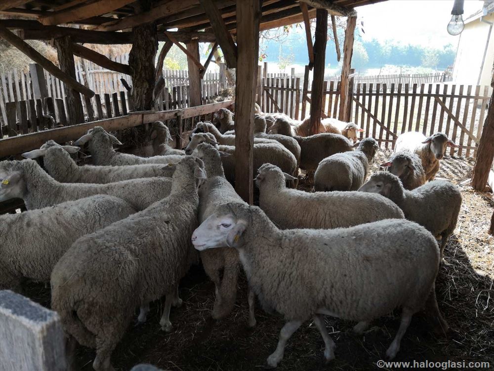 Prodaja jagnjadi za klanje --- PRODATO | Halo Oglasi