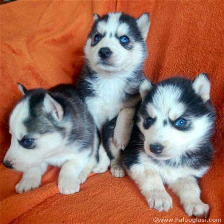 Sibirski haski, štene | Halo Oglasi
