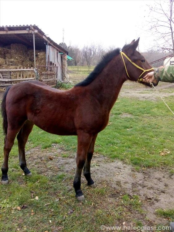 Zdrebe | Halo Oglasi